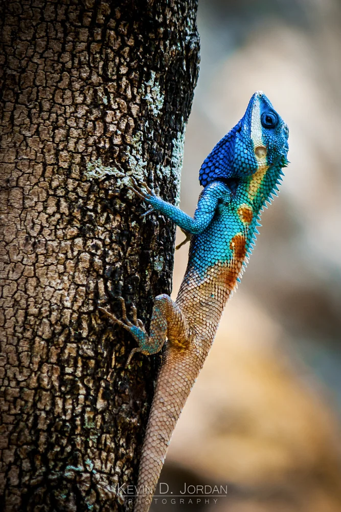 Travels in Thailand — Kevin D. Jordan Photography