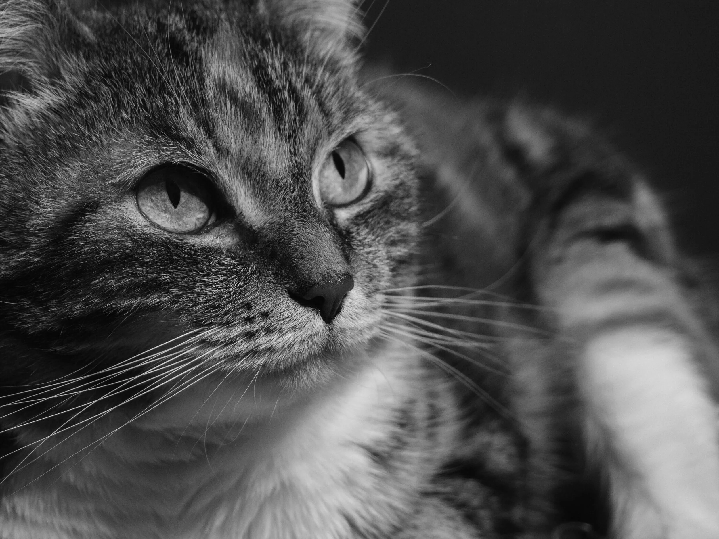 Learn TNR — The TNR Project