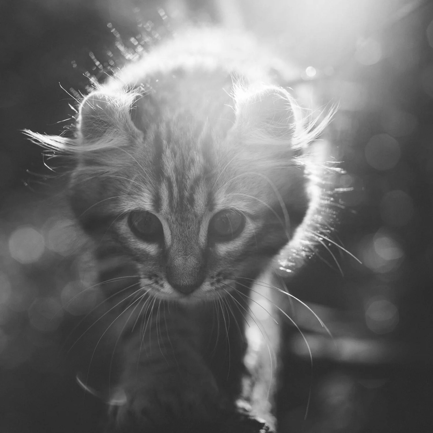 Contact | Get Involved Today — Support TNR Efforts — The TNR Project