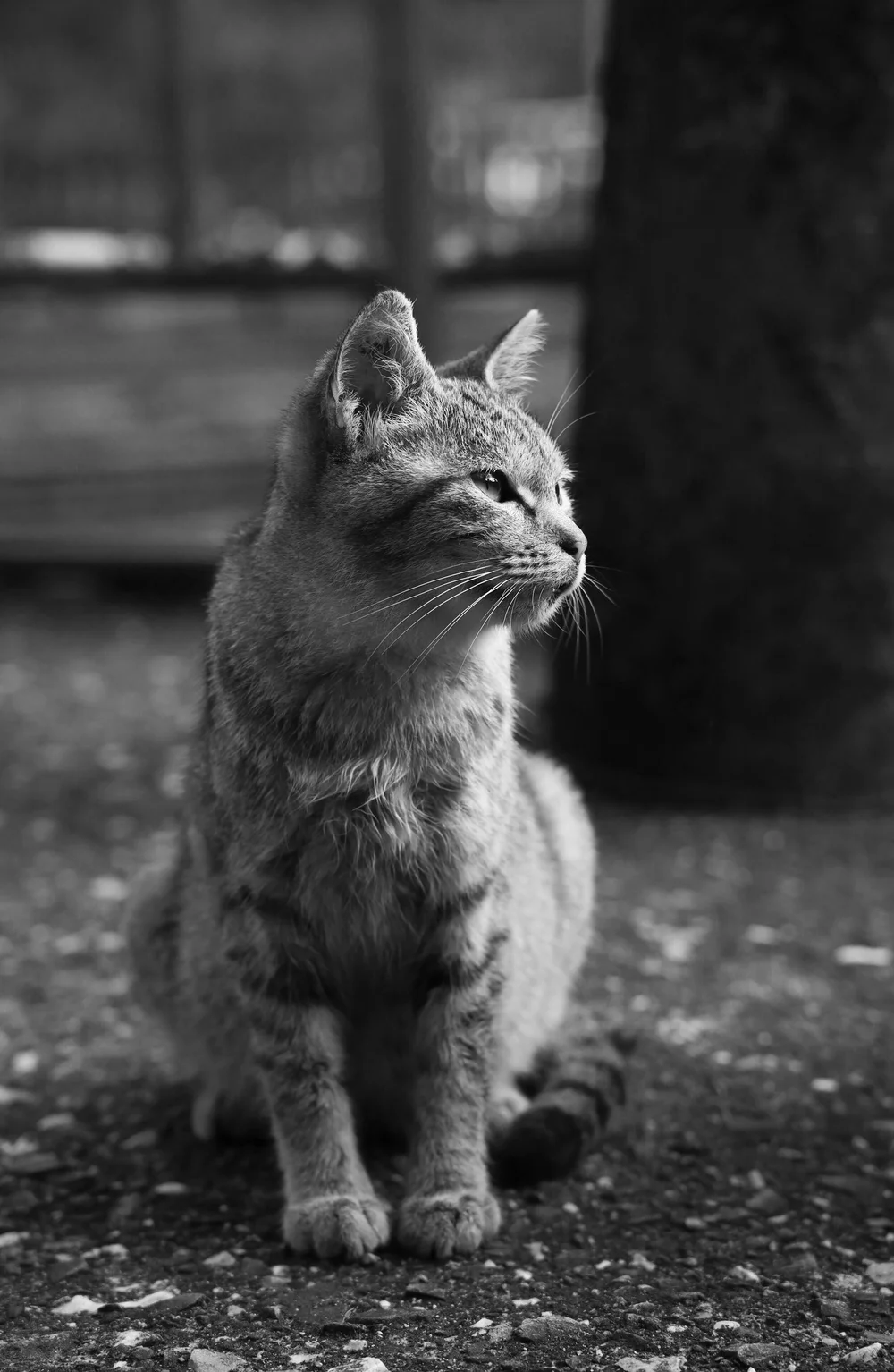 Volunteer | Make a Difference Today — Volunteer Now — The TNR Project