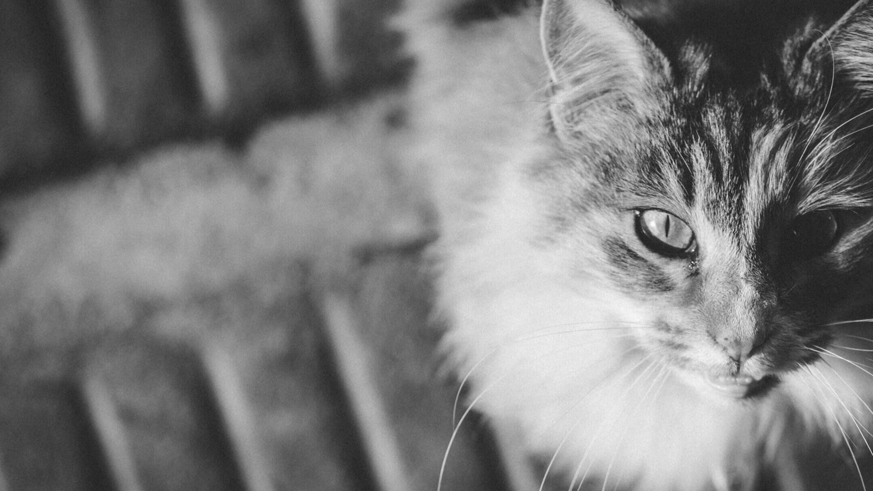 The TNR Project