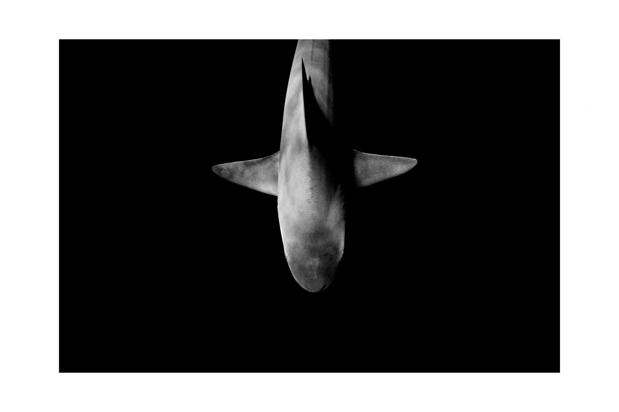 HOME — MATT DRAPER