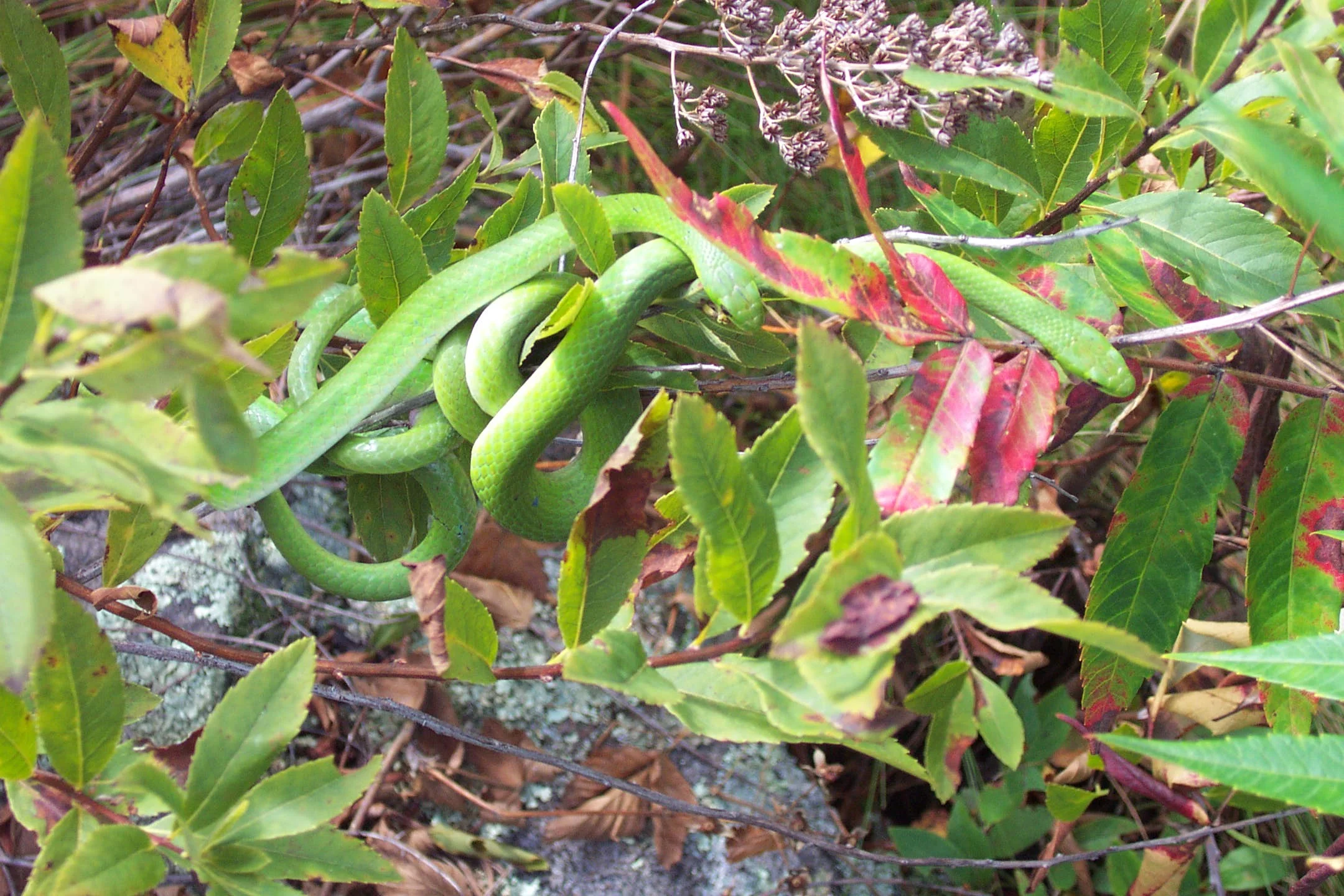 Its Snakes — Friends of Killbear