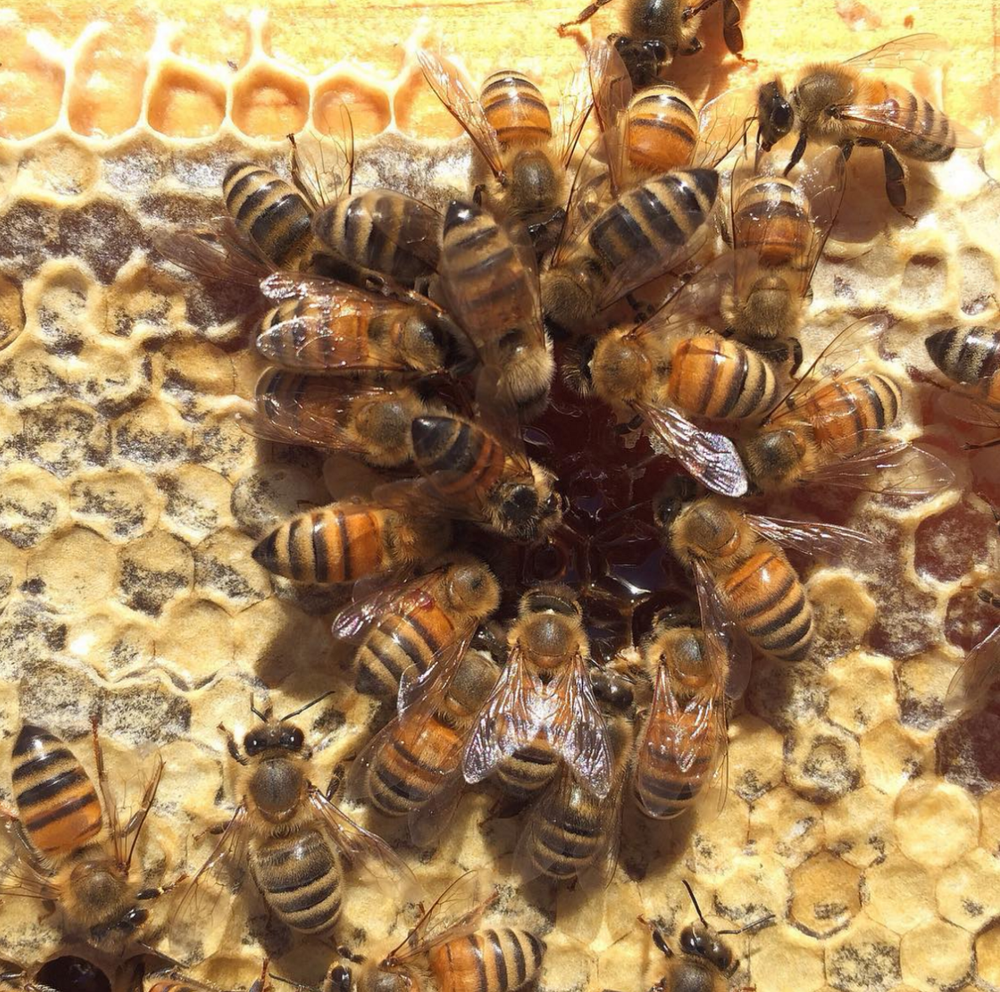 ABOUT — Modern Hive