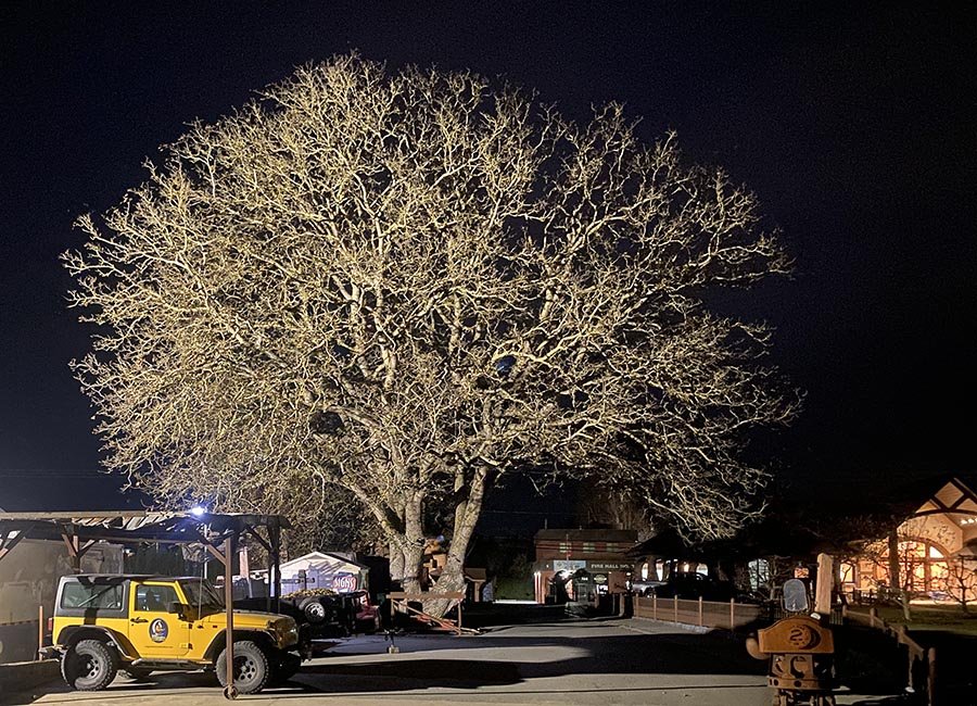 Shining tree — Imagination Corporation