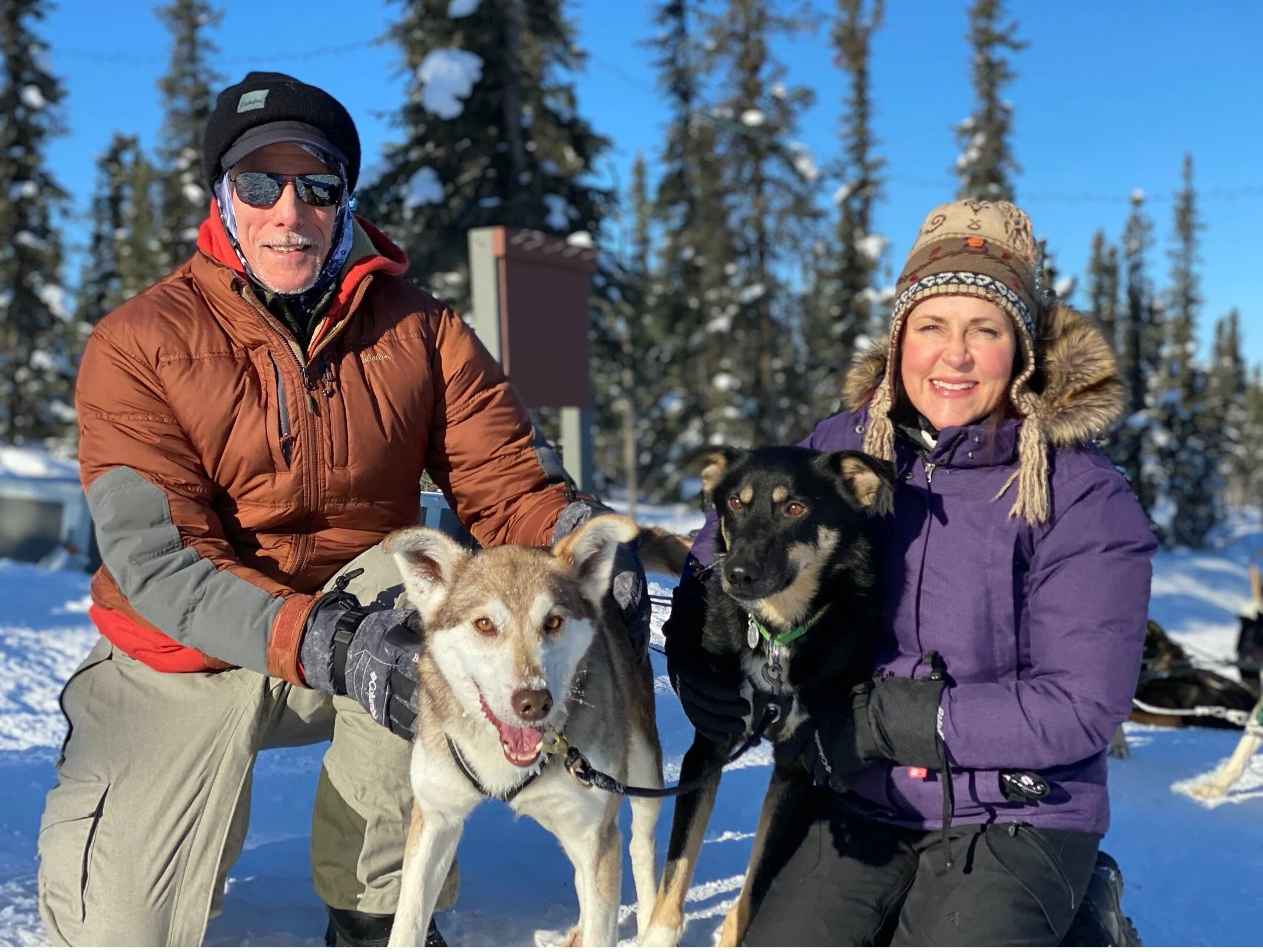 How Long Do Sled Dogs Work And How Do They Retire