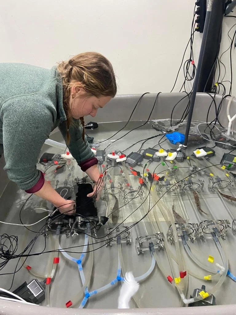 Investigating the Social Lives of Juvenile Cod — Shaun Killen