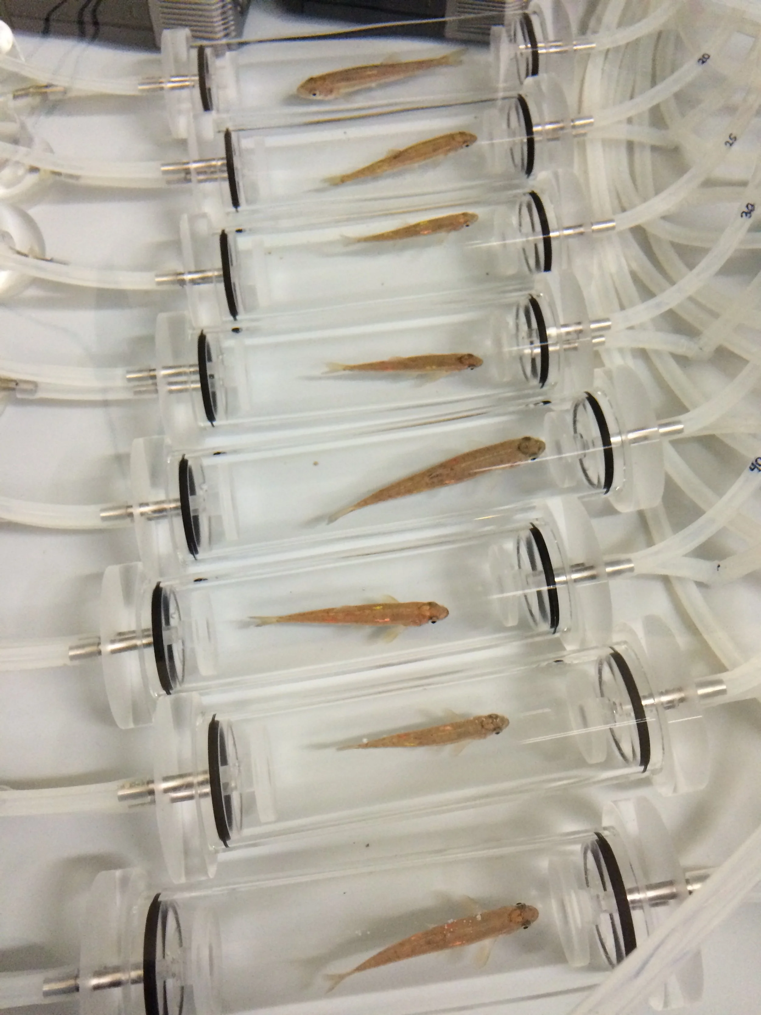 Individual Variation — Shaun Killen