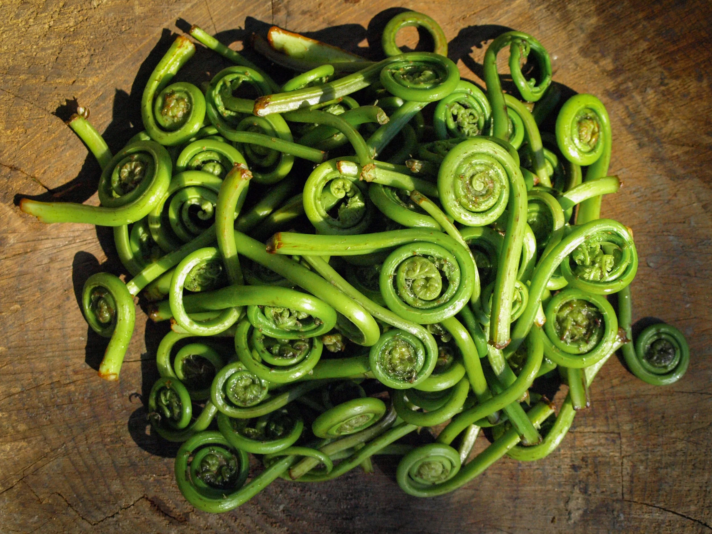 Foraged and Found - Spring Products — Foraged & Found Edibles