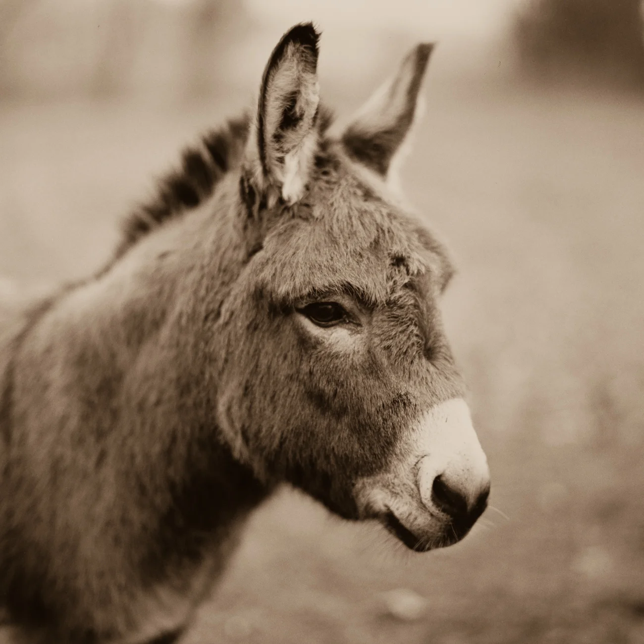 Shop: Sanctuary & Animalscapes — Joel Anderson Photography