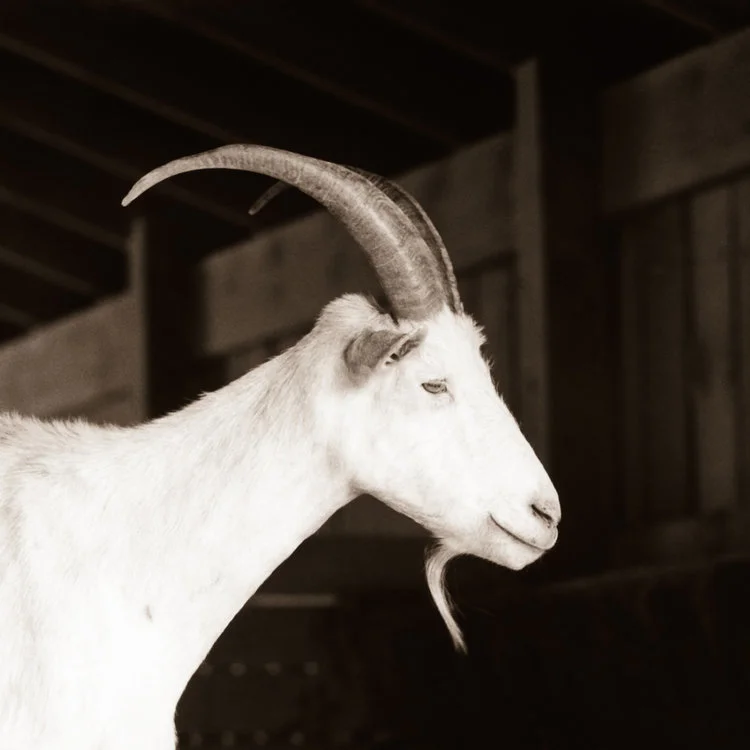 Shop: Sanctuary & Animalscapes — Joel Anderson Photography