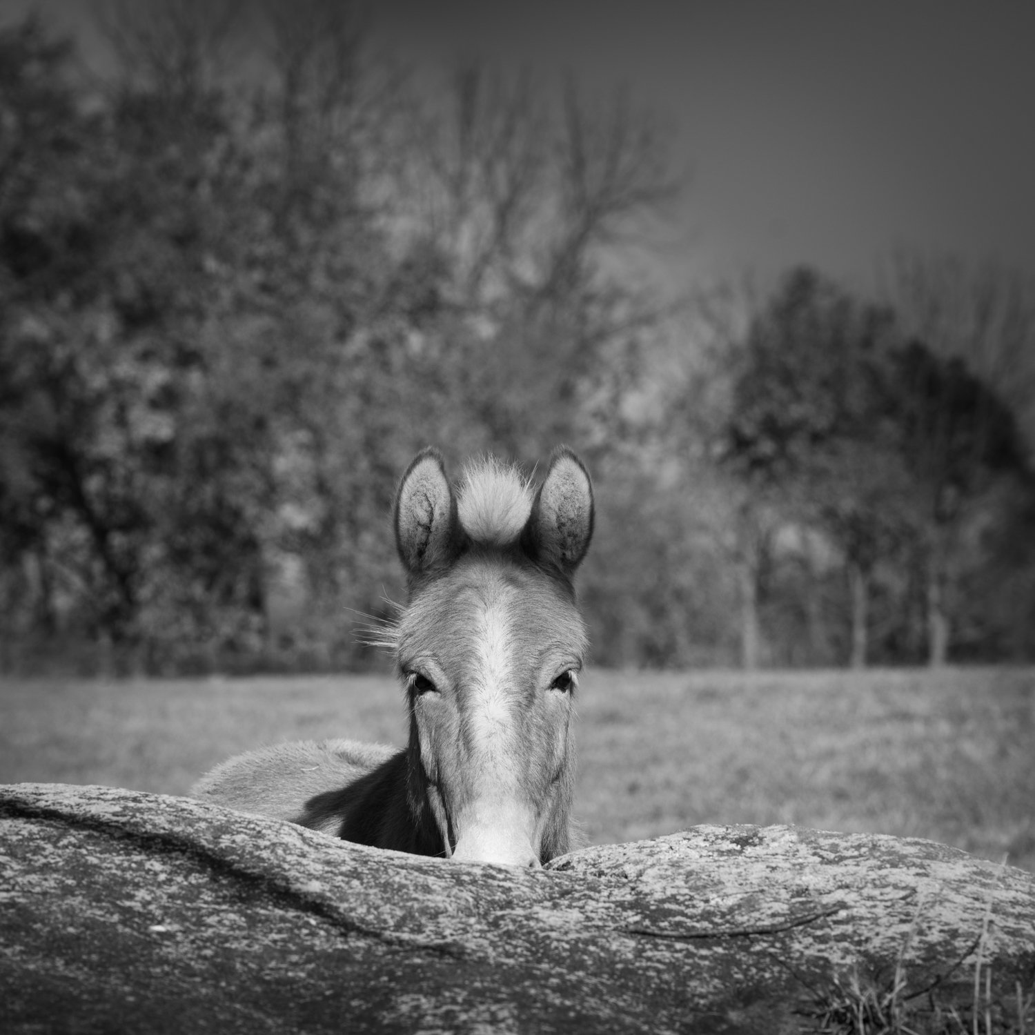 Shop: Sanctuary & Animalscapes — Joel Anderson Photography