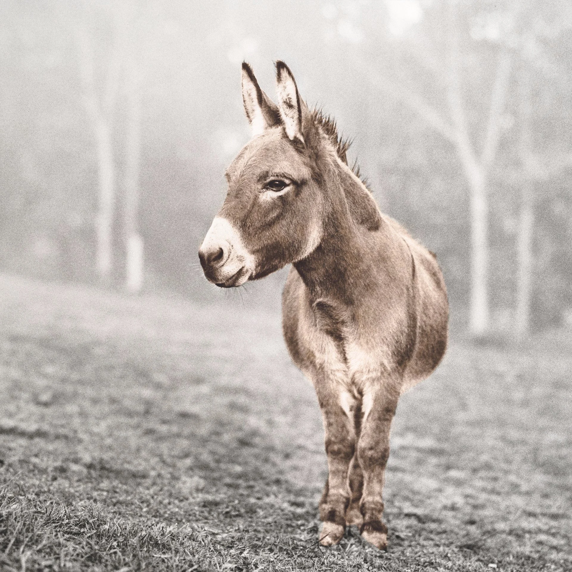 Shop: Sanctuary & Animalscapes — Joel Anderson Photography