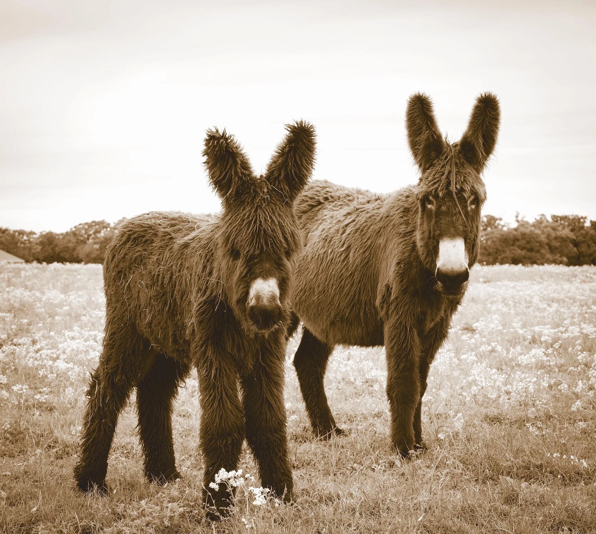 Shop: Sanctuary & Animalscapes — Joel Anderson Photography