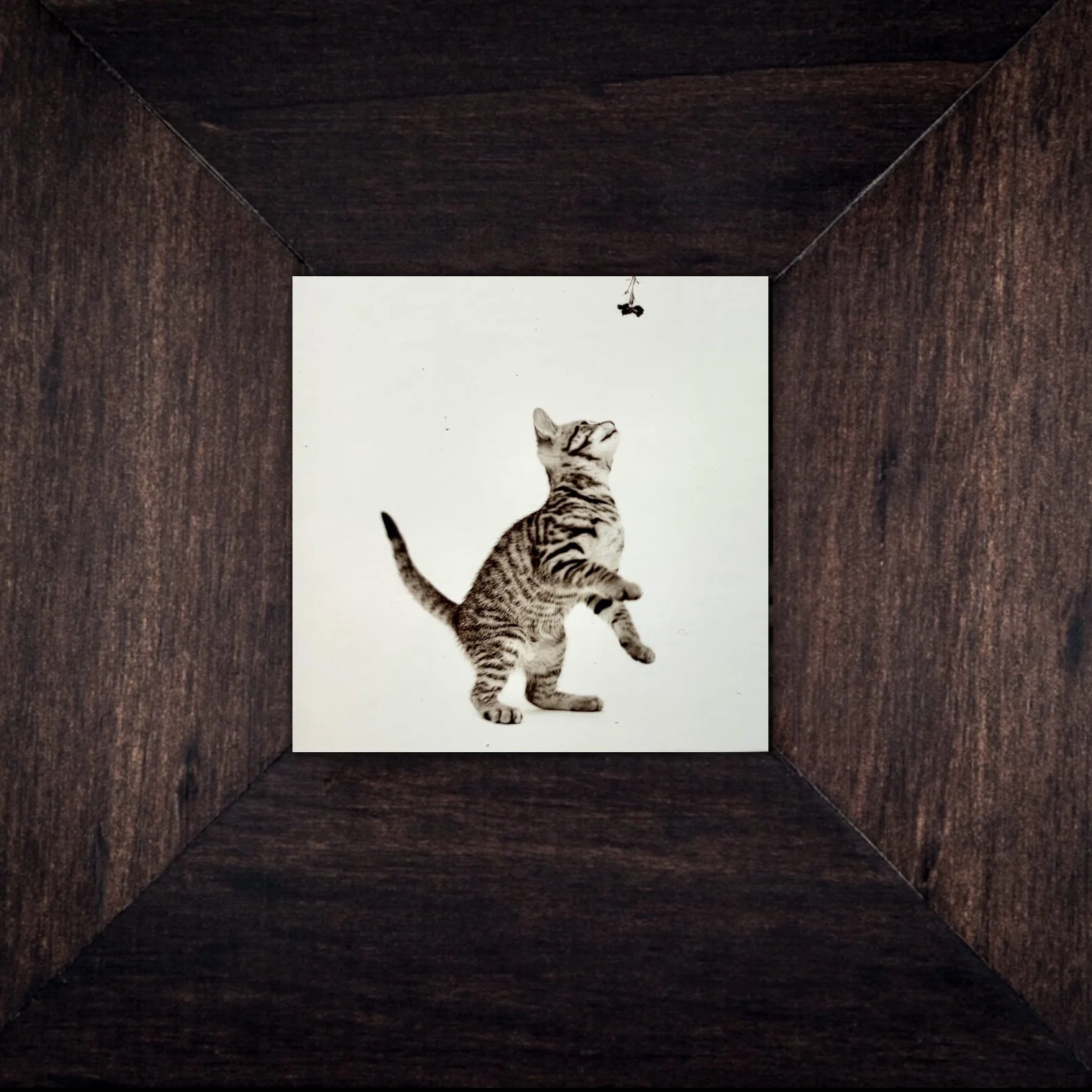 Sarah the Cat — Joel Anderson Photography