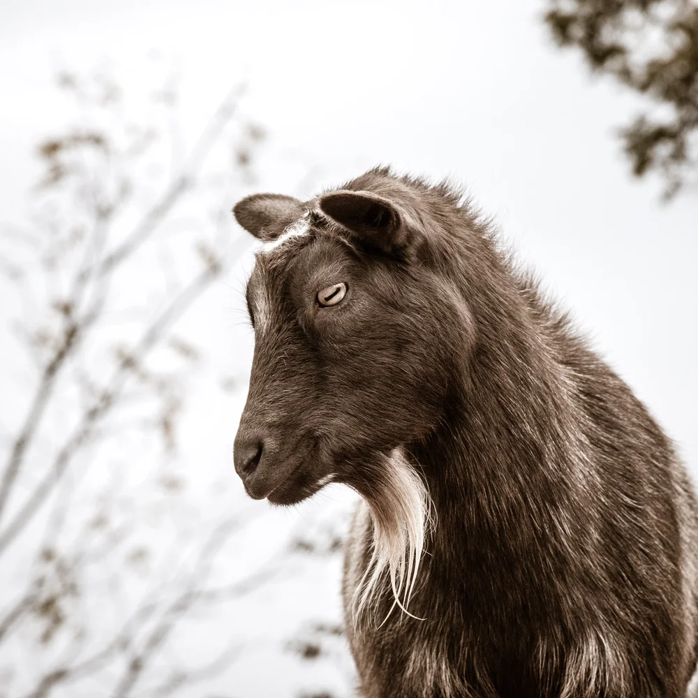 Shop: Sanctuary & Animalscapes — Joel Anderson Photography