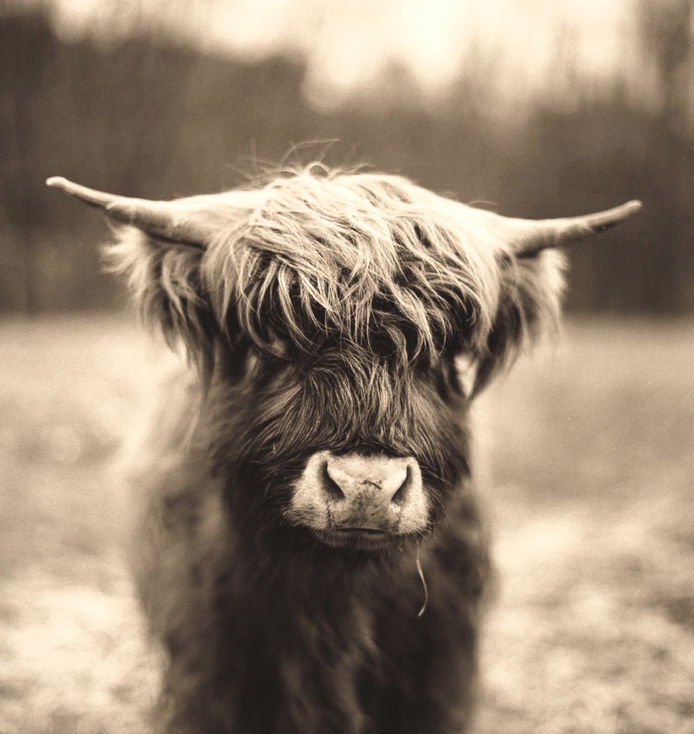 Shop: Sanctuary & Animalscapes — Joel Anderson Photography