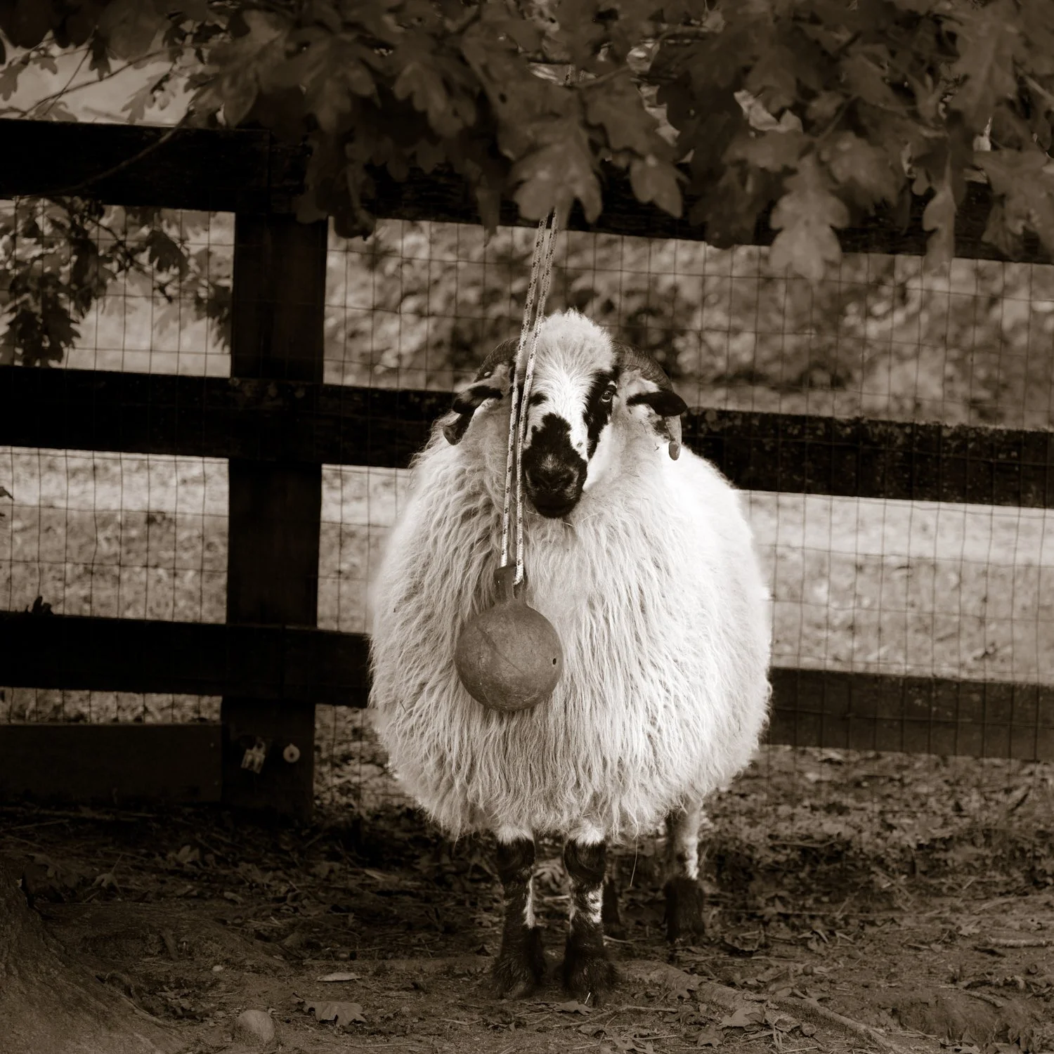 Shop: Sanctuary & Animalscapes — Joel Anderson Photography