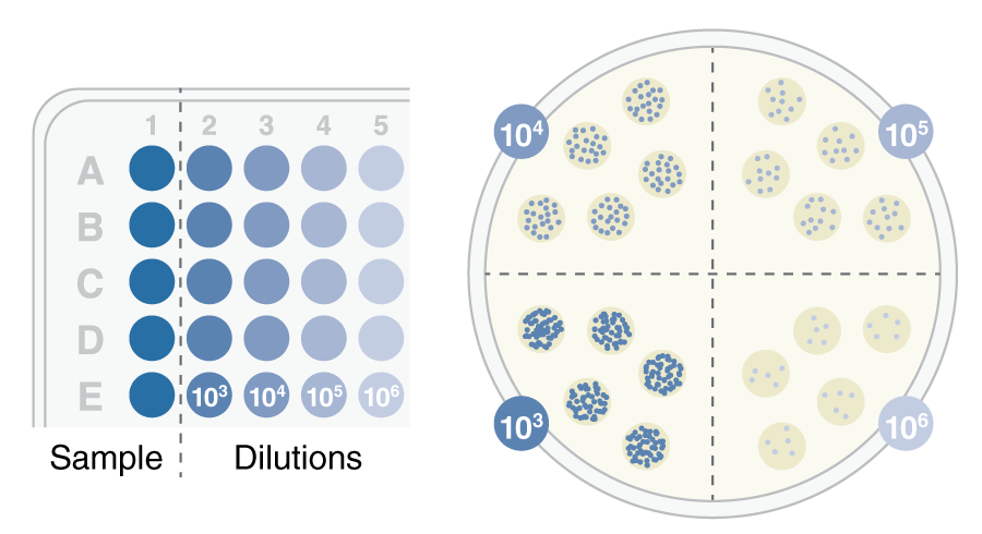 Speeding up and greening up bacteria culture count methods Labconscious®