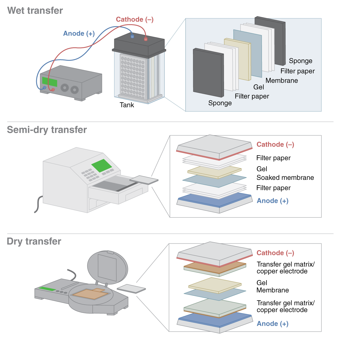 The Pros and Cons of Wet, Semi-dry and Dry Transfer for Western Blots Labconscious®