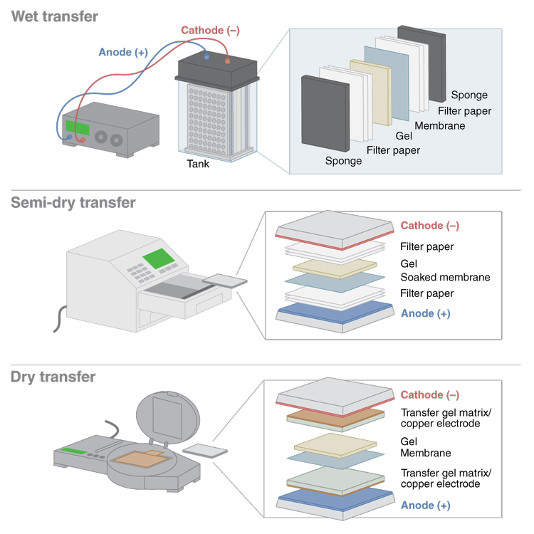 The Pros and Cons of Wet, Semi-dry and Dry Transfer for Western Blots ...