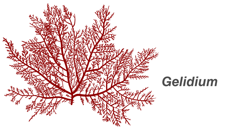 Agarose : Over a billion years of evolution in your gel Labconscious®