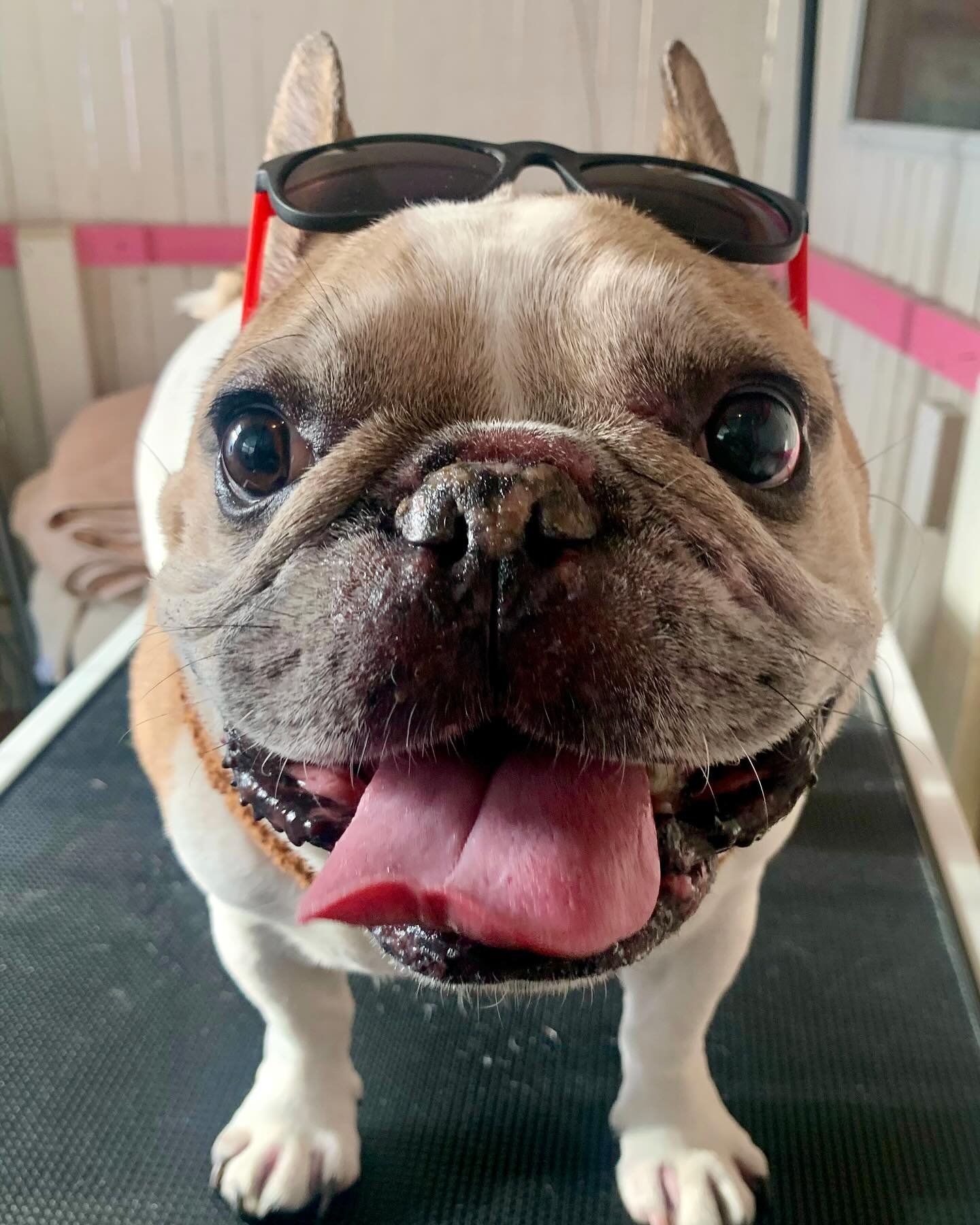 D'Tails Pet Boutique