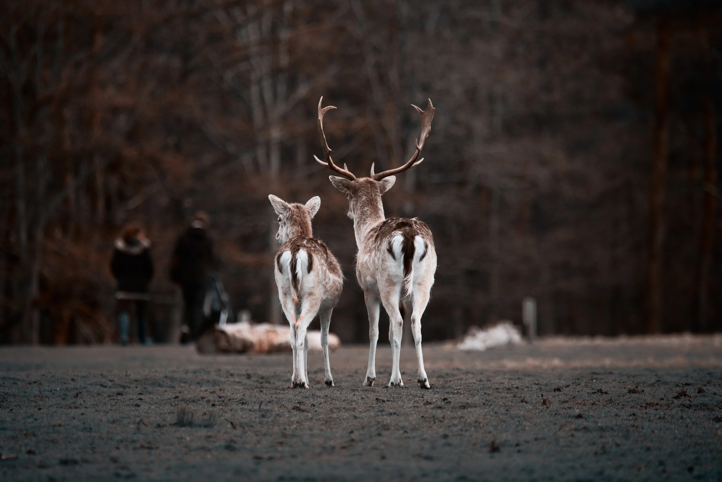 Essential Equipment for Wildlife Photography Trips