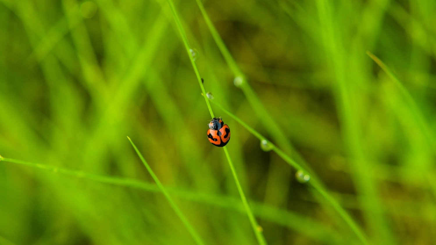 The Complete Guide to Macro Photography Lighting: Expert Techniques for ...