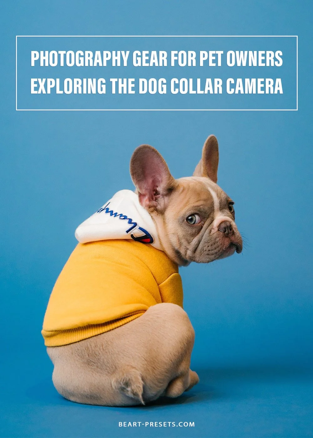 Photography Gear For Pet Owners: Exploring The Dog Collar Camera