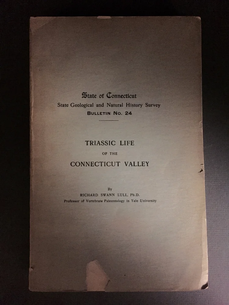 Plaster Dinosaurs and Old Books — STORAGE ROOM No. 2