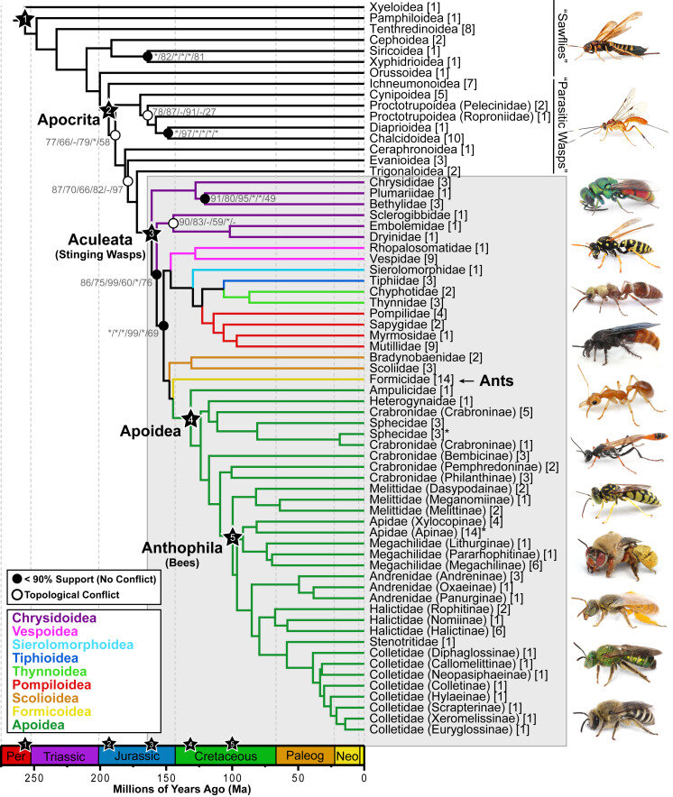 Local Wildlife Weekly #4: Bees! — STORAGE ROOM No. 2