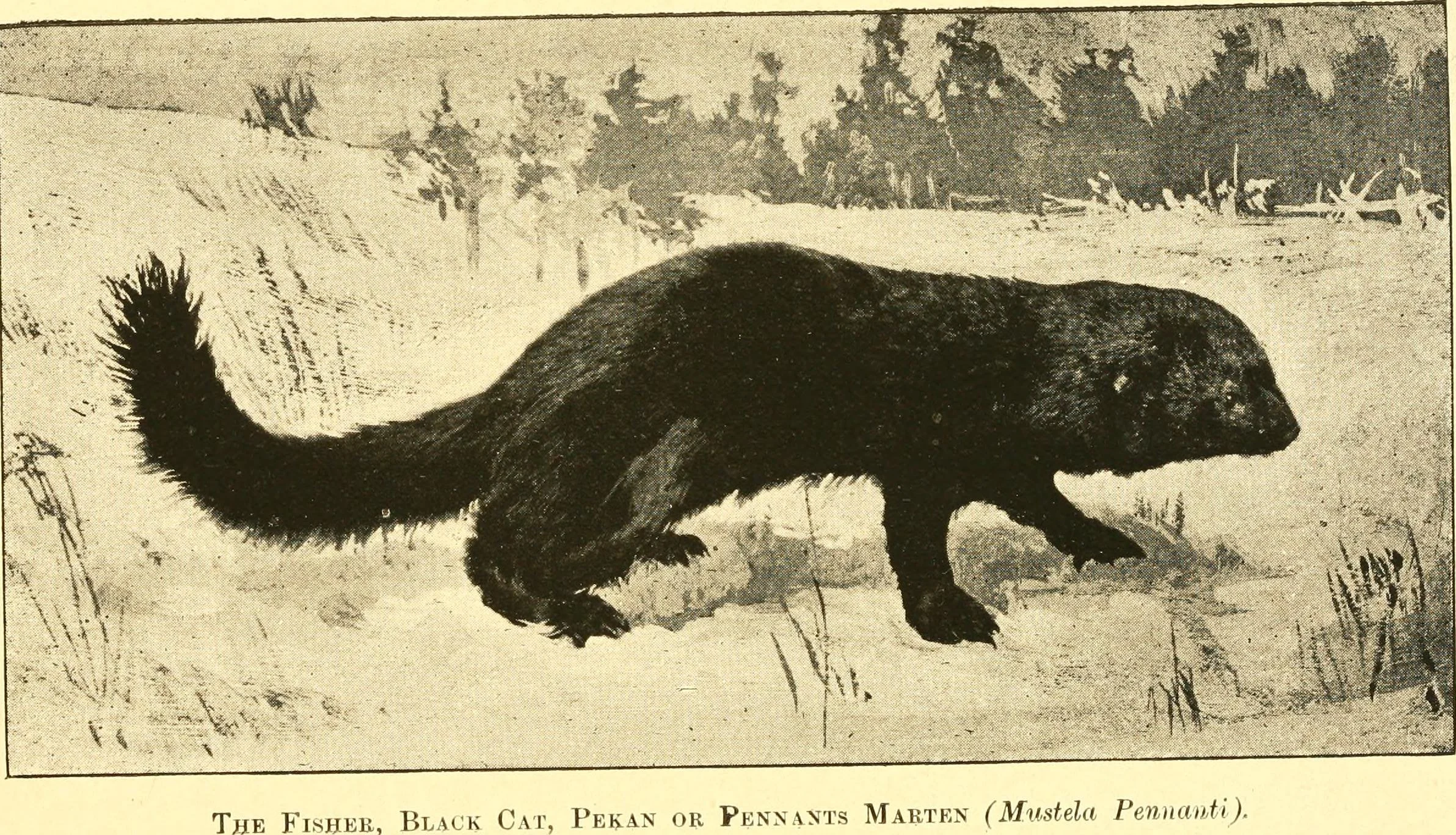 Weasels (And Other Mustelids) of Connecticut — STORAGE ROOM No. 2