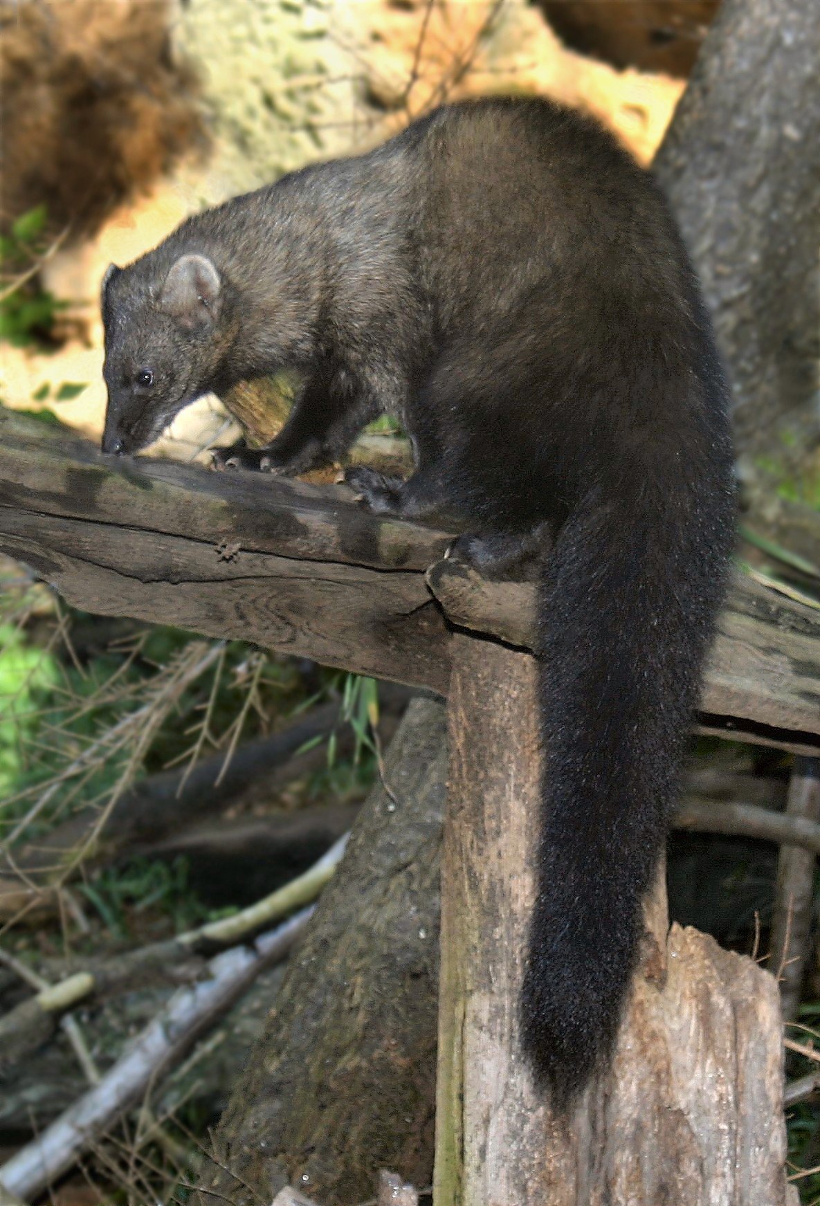 Weasels (And Other Mustelids) of Connecticut — STORAGE ROOM No. 2