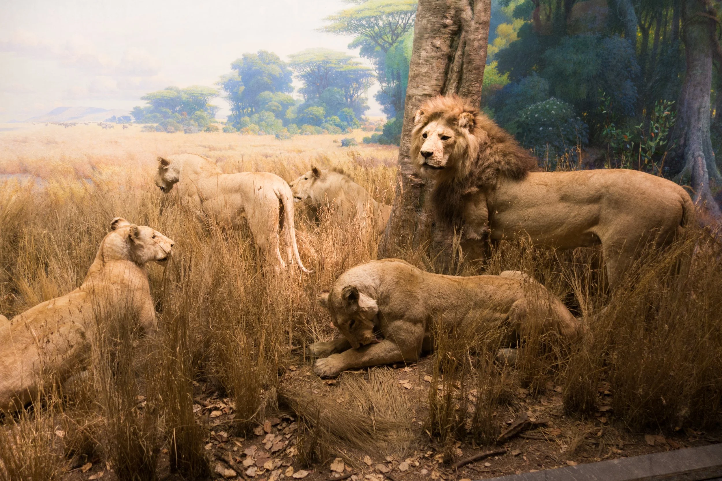 Arsenic Poisoning Animals