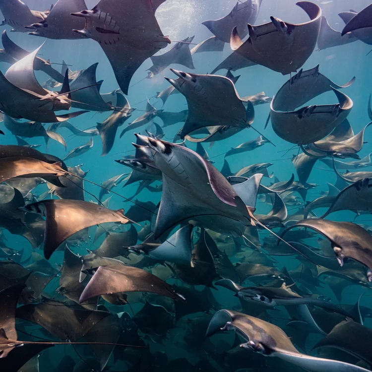 Freediving & Ocean Adventures | Mobula Rays, Marlin, Orcas & Whales