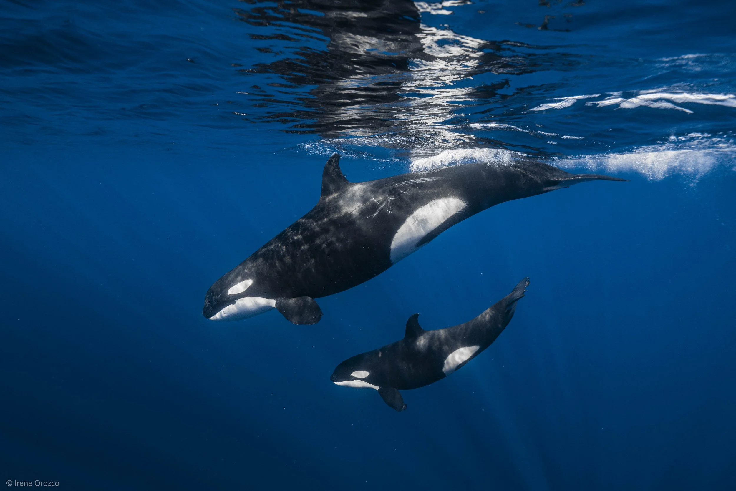 Freediving & Ocean Adventures | Mobula Rays, Marlin, Orcas & Whales