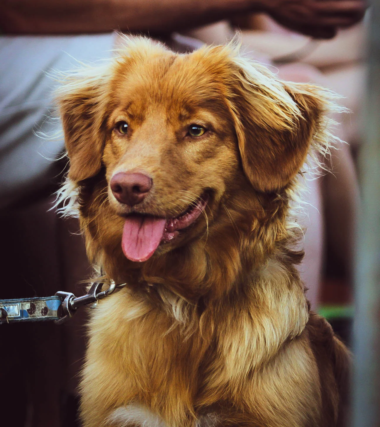 Daintree Duck Tollers