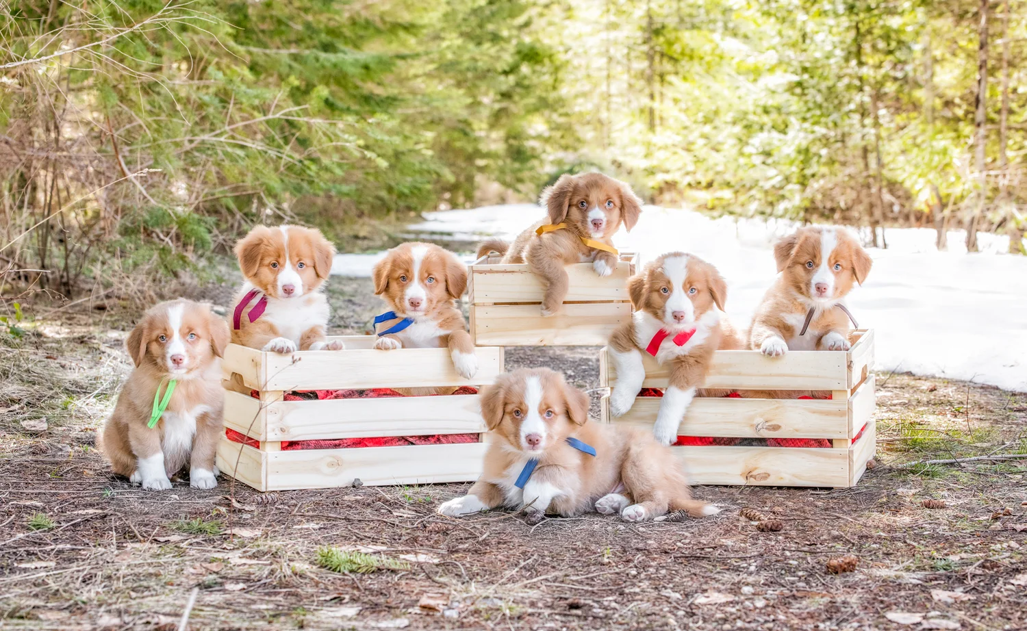 Daintree Duck Tollers