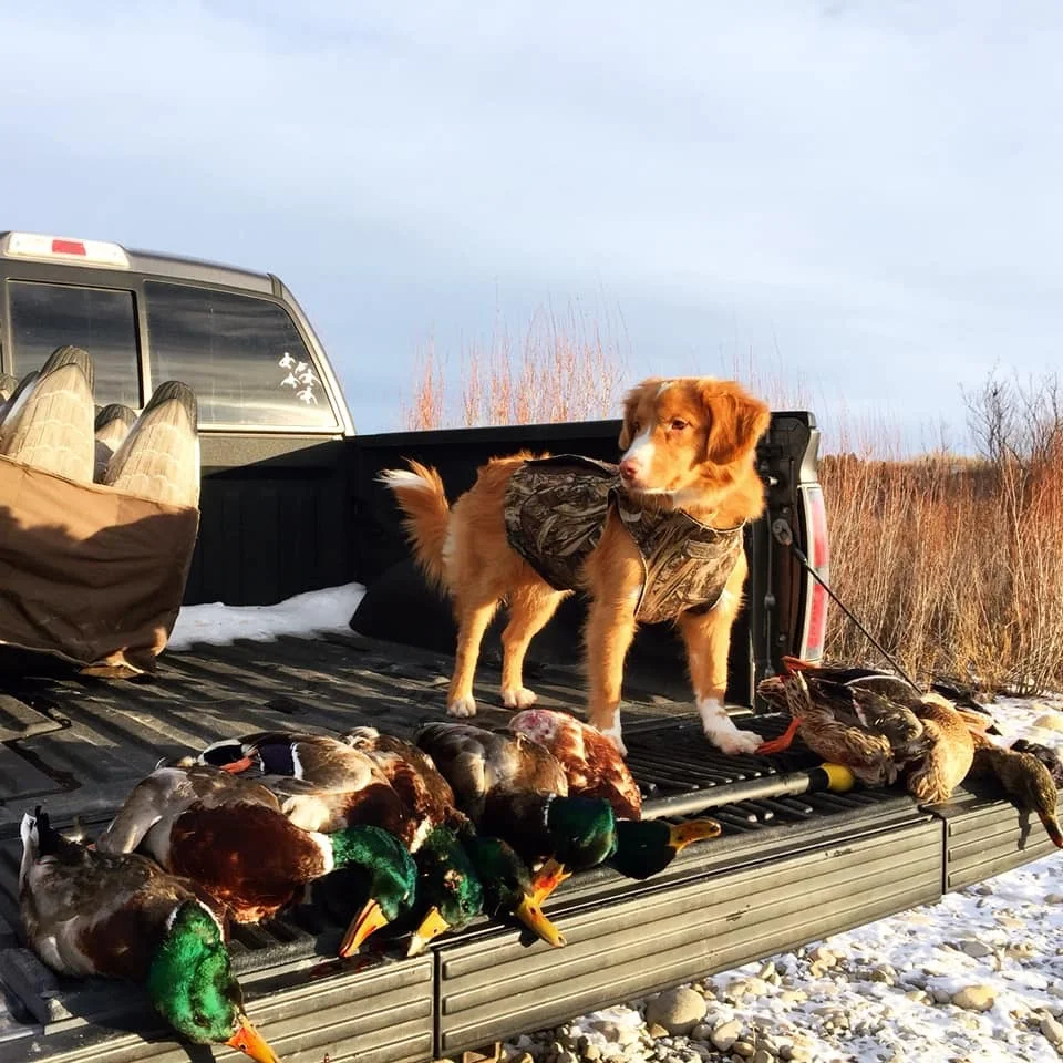 Daintree Duck Tollers