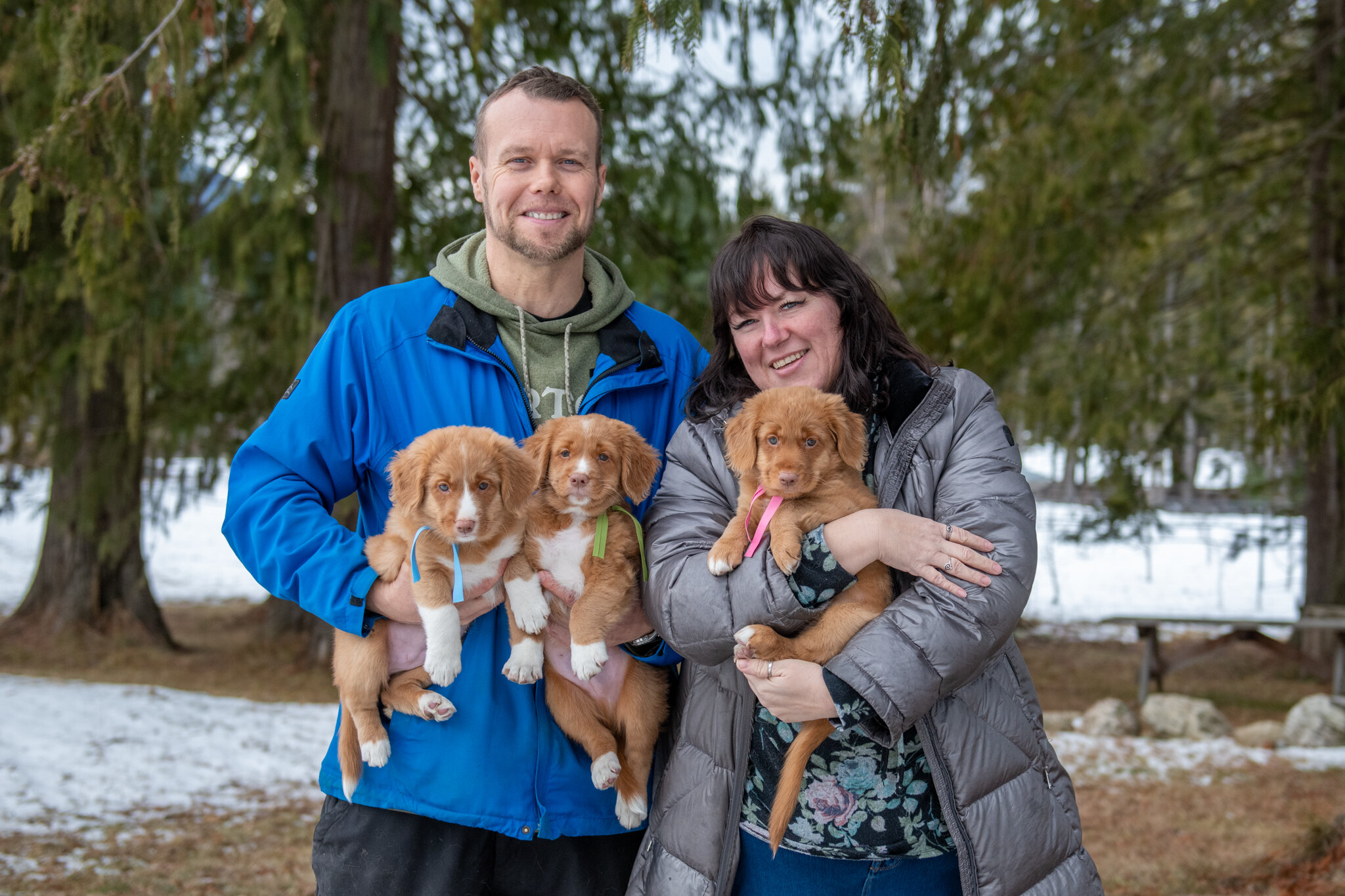 Daintree Duck Tollers Puppies Available