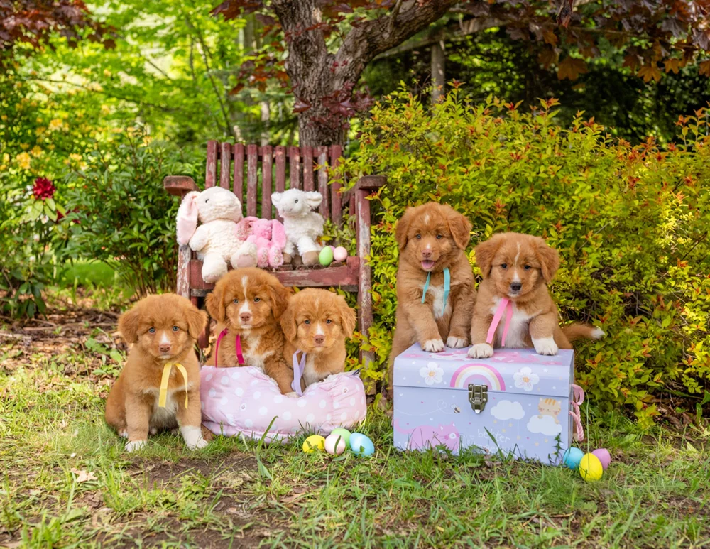 Daintree Duck Tollers