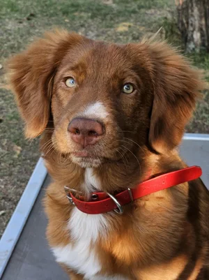 Daintree Duck Tollers Puppies Available