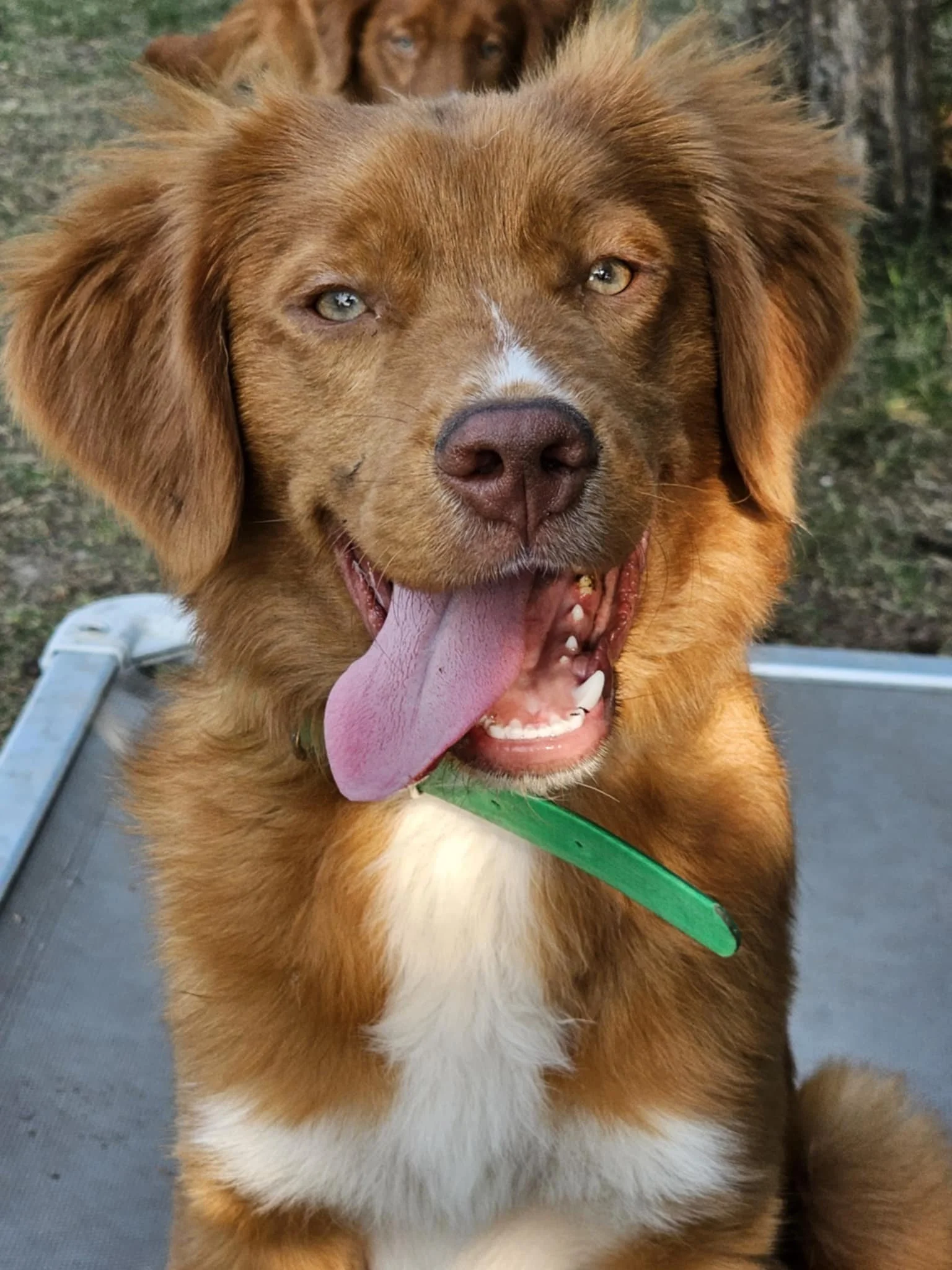 Daintree Duck Tollers Puppies Available