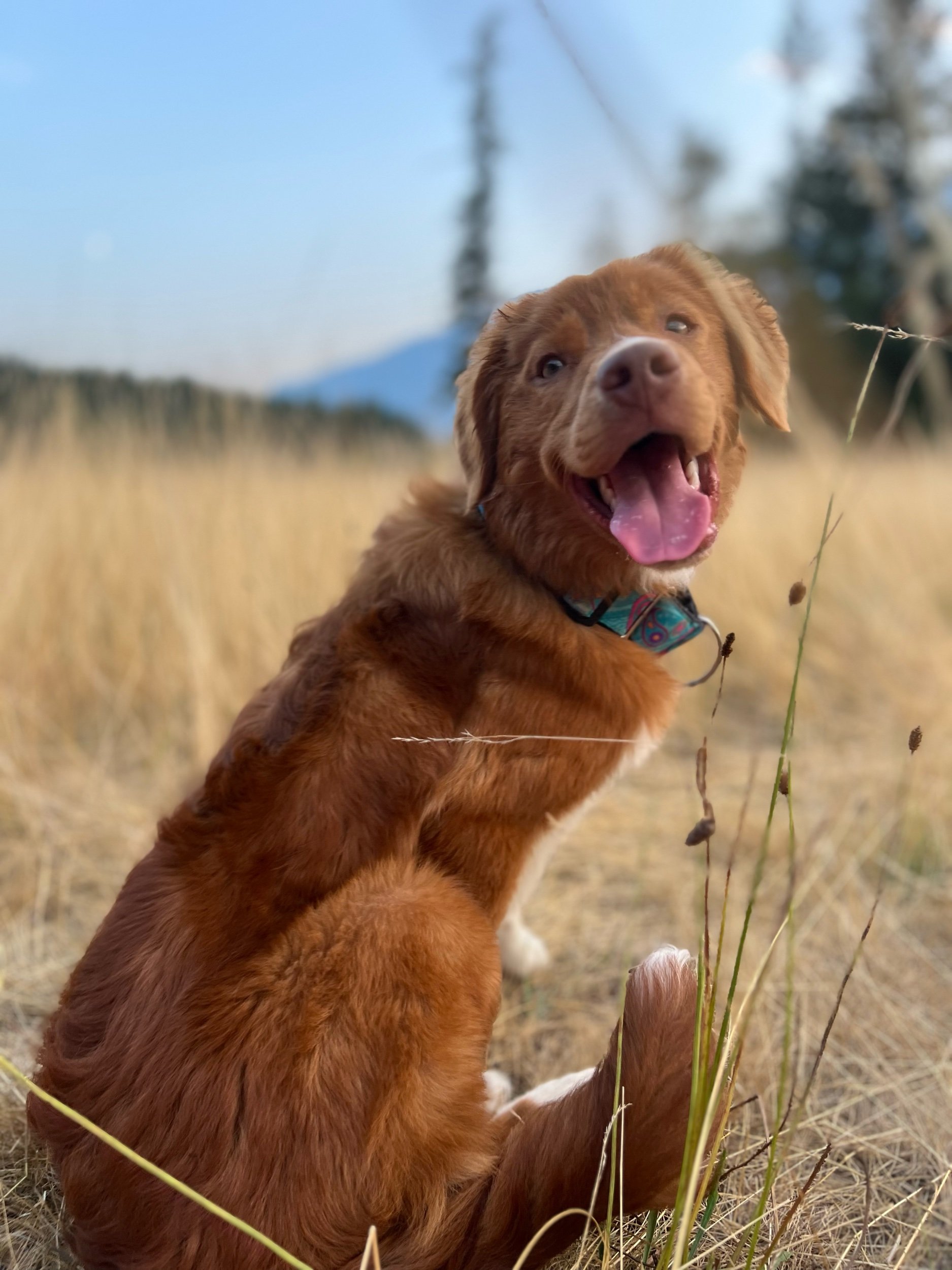 Daintree Duck Tollers Puppies Available