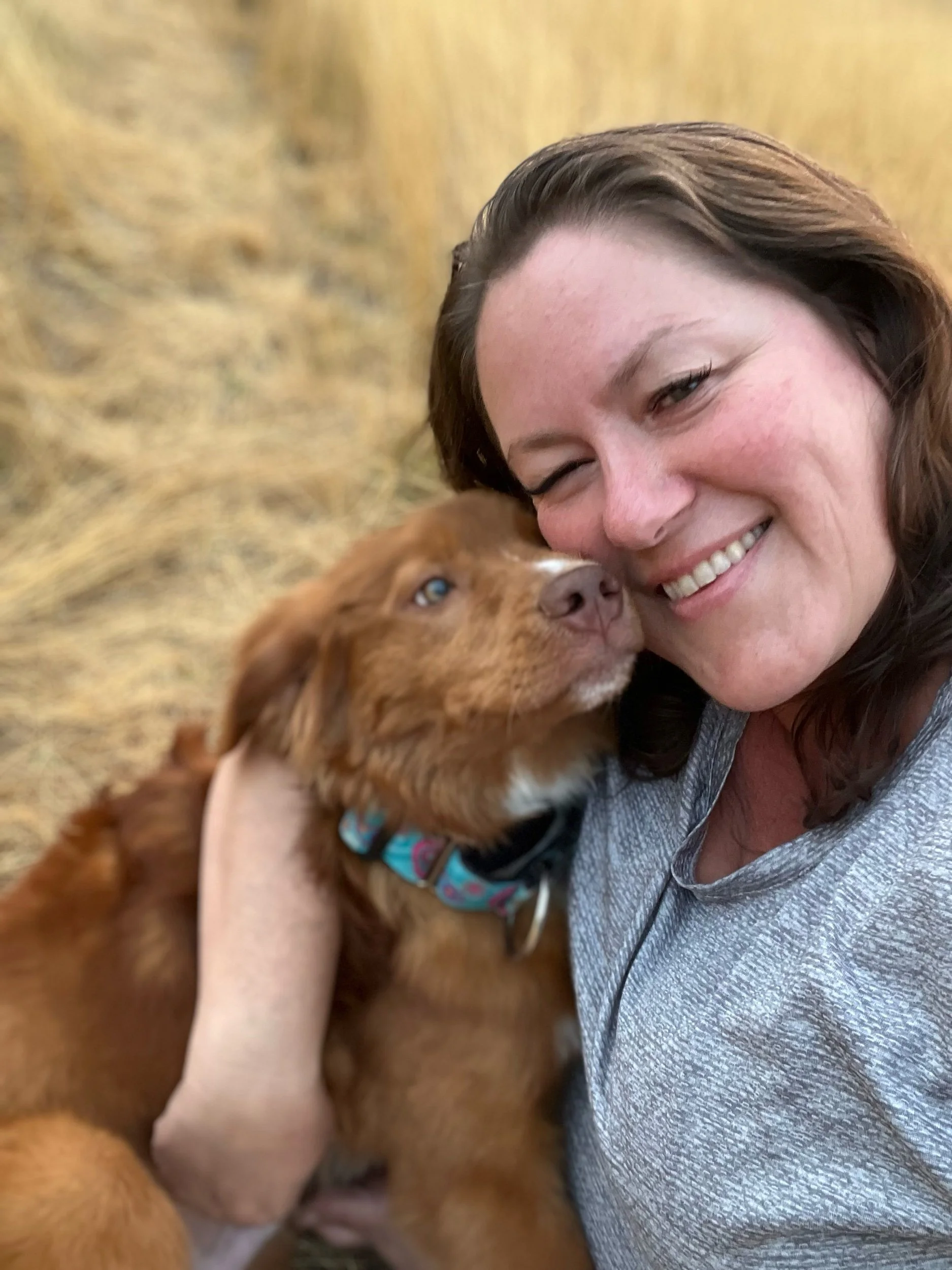 Daintree Duck Tollers Puppies Available