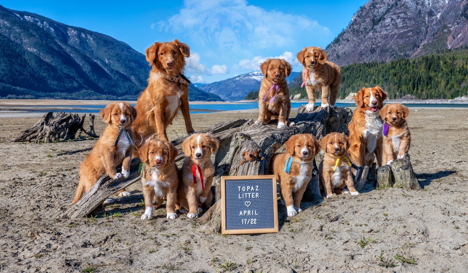 Daintree Duck Tollers