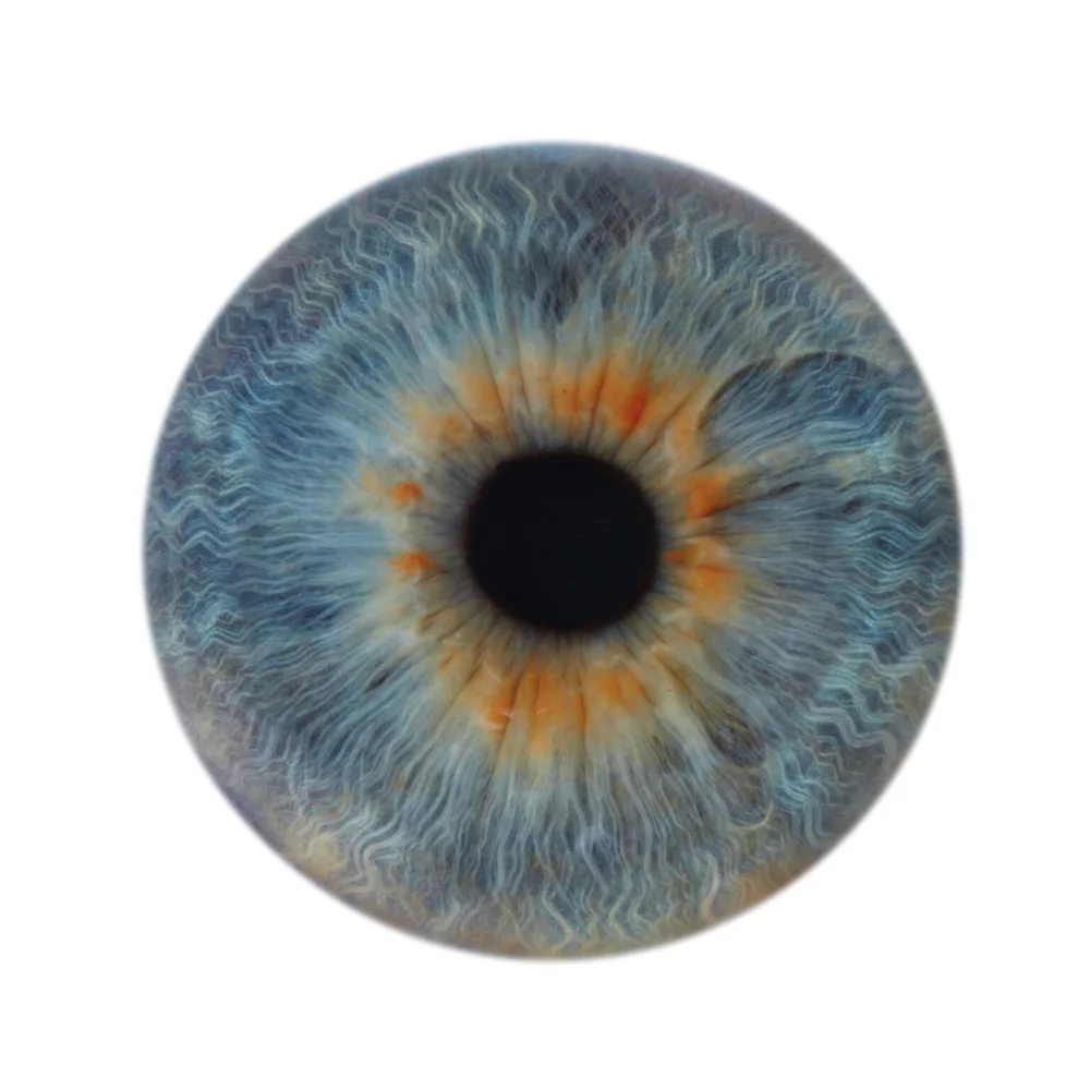 Blue Iris Texture