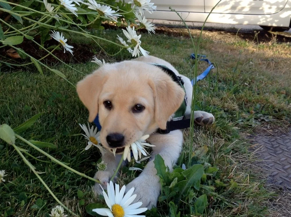 Frequent Questions (2025) — Summit Assistance Dogs