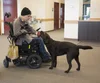 APPLY FOR A SERVICE DOG — Summit Assistance Dogs